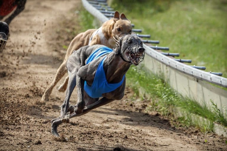 Courses de lévriers à Dublin : un sport atypique